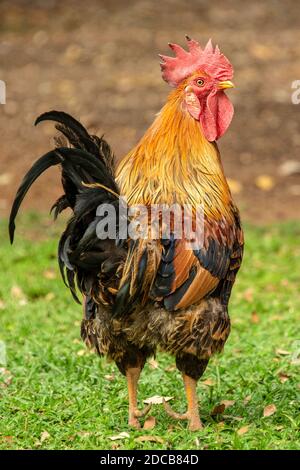 A colourful African rooster Stock Photo - Alamy