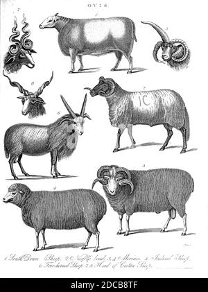 19th century illustration of a mouflon - thought to be one of the two ...