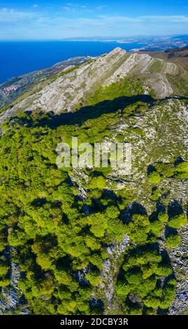 Beech forest in springtime, Cerredo Mountain, Montaña Oriental Costera ...