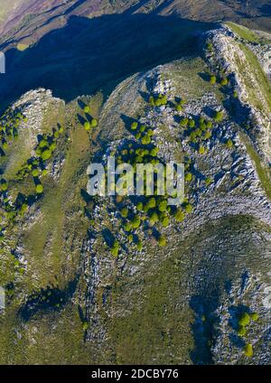 Beech forest in springtime, Cerredo Mountain, Montaña Oriental Costera ...