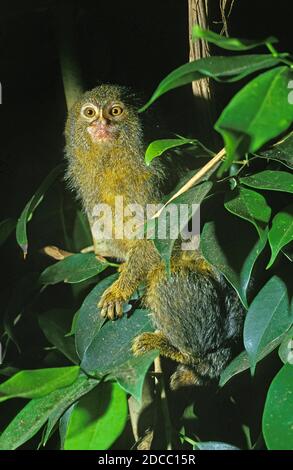 Pygmy Marmoset (Callithrix pygmaea), adult, Amazon Forest, Leticia ...