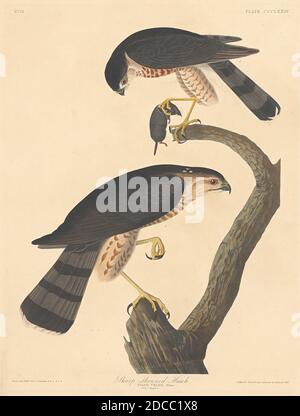 Sharp-shinned Hawk, 1837 by Robert Havell after John James Audubon ...