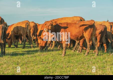 Cows in meadows. Red cows and calves in the meadow. Volyn breed of cows ...