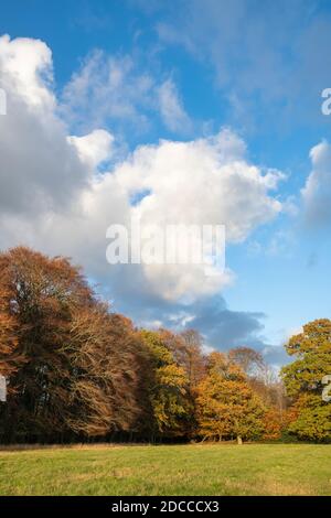 Autumn trees along the chiltern way in the afternoon sunlight. Fingest ...