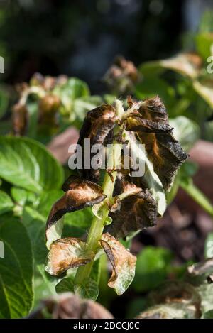 Potato plants damaged by the frost .Early potato plants showing signs ...