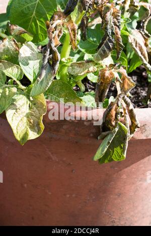 Potato plants damaged by the frost. Potato plants showing signs of ...