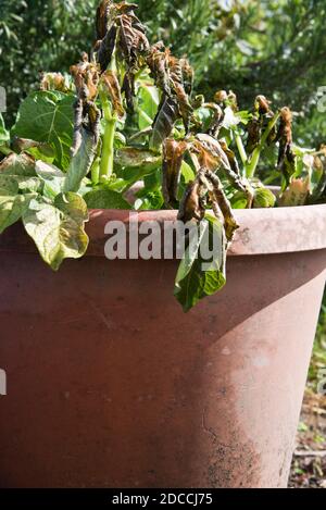 Potato plants damaged by the frost .Early potato plants showing signs ...