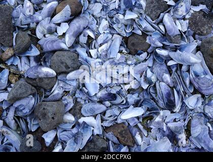 Blue Shells washed up on a beach Stock Photo - Alamy