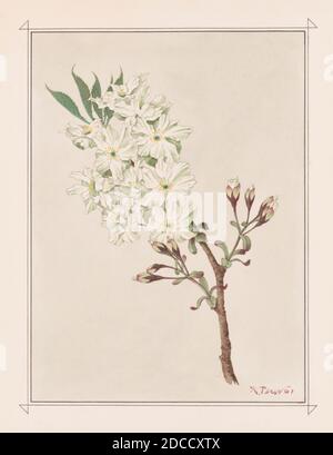 Gyoiko, Robe Yellow Cherry Blossoms Stock Photo - Alamy