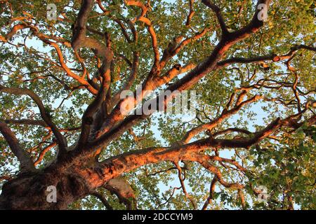 liberty tree in normandy (france Stock Photo - Alamy