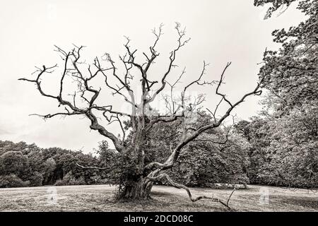 Dead, leafless tree in parkland at Hatchlands, Guildford, Surrey, UK on ...