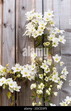Clematis - Avalanche. White flower with a bright yellow centre. Blooms ...