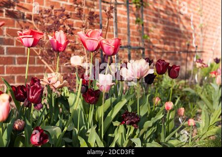 A bed of Tulipa 'Mascara' tulips with the sun shining throught the ...