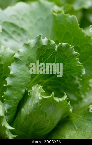 organic iceberg lettuce background, shot in selective focus for text ...
