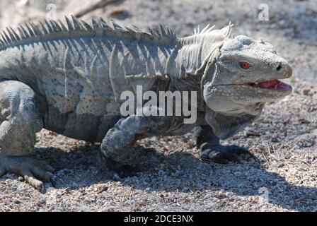 A male ricords iguana (Cyclura ricordii) a endangered reptile species ...