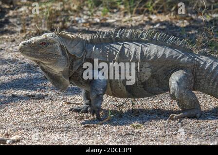 A male ricords iguana (Cyclura ricordii) a endangered reptile species ...