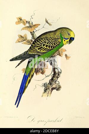 Keulemans Onze vogels 1 05 Stock Photo - Alamy