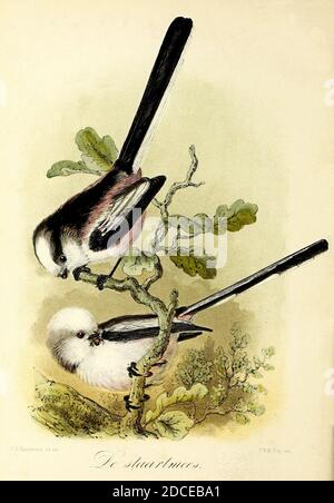 Keulemans Onze vogels 3 15 Stock Photo - Alamy