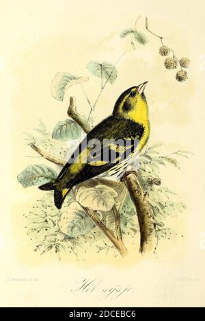 Keulemans Onze vogels 1 33 Stock Photo - Alamy