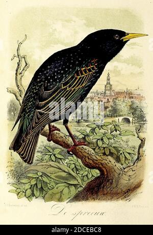 Keulemans Onze vogels 3 29 Stock Photo - Alamy