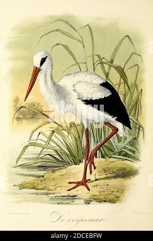 Keulemans Onze vogels 1 65 Stock Photo - Alamy