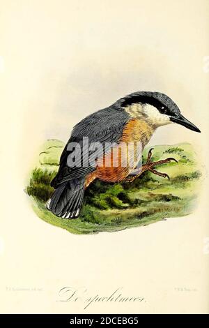 Keulemans Onze vogels 1 10 Stock Photo - Alamy