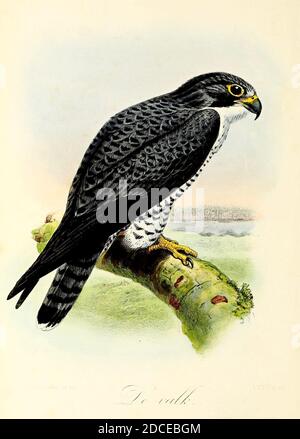 Keulemans Onze vogels 2 01 Stock Photo - Alamy