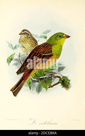 Keulemans Onze vogels 2 39 Stock Photo - Alamy