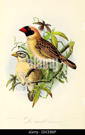Keulemans Onze vogels 2 50 Stock Photo - Alamy