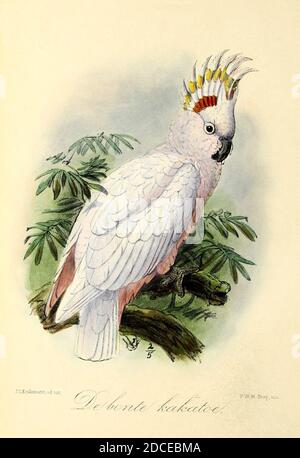 Keulemans Onze vogels 3 06 Stock Photo - Alamy