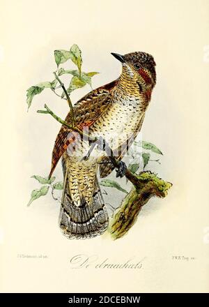 Keulemans Onze vogels 3 19 Stock Photo - Alamy