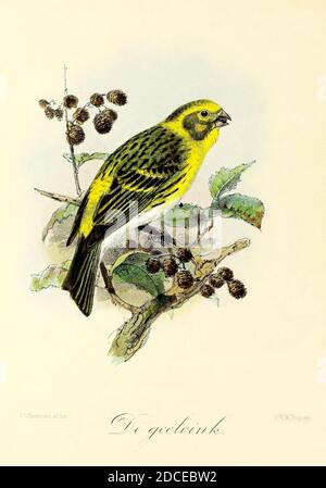 Keulemans Onze vogels 3 40 Stock Photo - Alamy