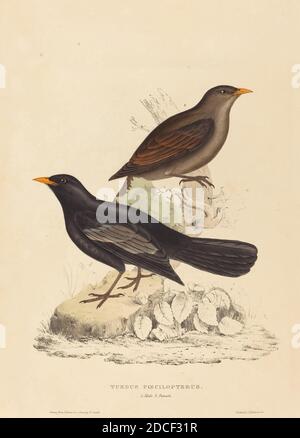 Elizabeth Gould, (artist), British, 1804 - 1841, Enicurus Scouleri ...