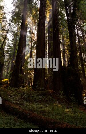 Redwood tree grove in sunlight at Roberts Regional Recreation area ...