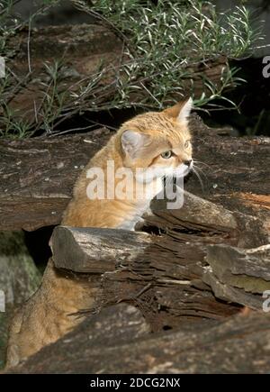 SAND CAT felis margarita, ADULT SNARLING Stock Photo - Alamy