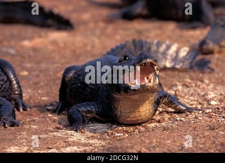 BROAD NOSED CAIMAN caiman latirostris, ADULT WITH OPEN MOUTH, PANTANAL ...