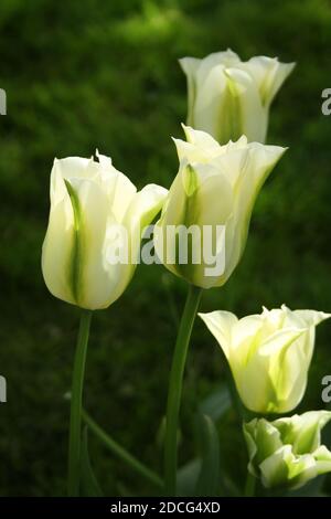 Spring garden with striped tulips. Beautiful tulip flower growing lily ...