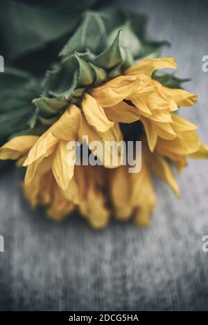 wilting and dying sunflower Stock Photo - Alamy