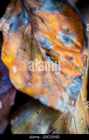 Leaf decay. Fallen leaves that are decaying as they decompose ...