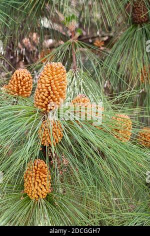 Pinus roxburghii (chir pine, longleaf Indian pine) male cone at spring ...