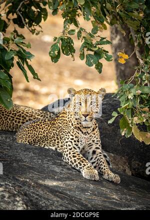 Leopard on the rocks in the Kruger National Park, South Africa Stock ...