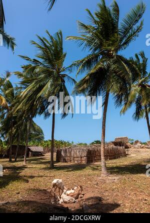 Traditional swhaili village, Lamu County, Siyu, Kenya Stock Photo - Alamy