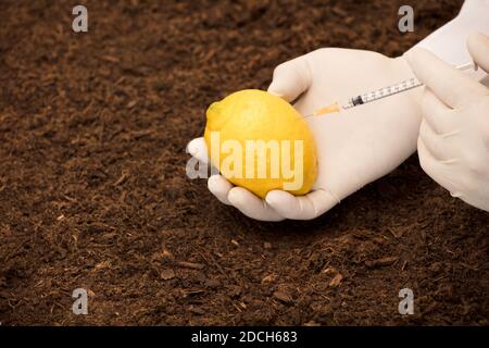 Yellow lemon in genetic engineering laboratory, GMO food concept Stock ...