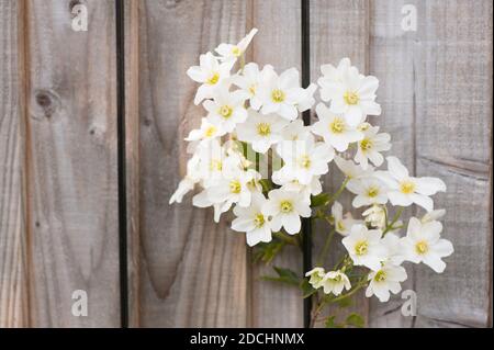 Clematis Avalanche Cartmanii Blaaval white flower flowers an evergreen ...