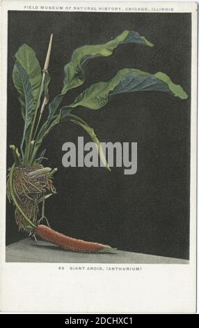 Giant Aroid (Anthurium), Field Museum of Natural History, Chicago ...