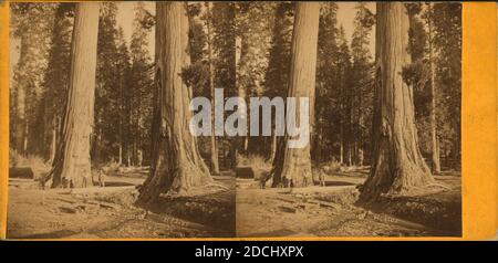 Mammoth Tree Grove, Calaveras County, California. Two Sentinels. 312 ...