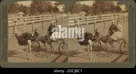 Famous trotting ostrich 'Oliver W.' -- harnessed for a spin -- record ...