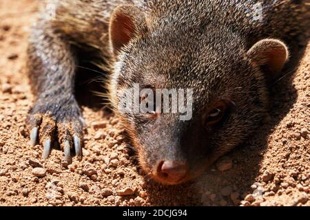 Closeup shot of banded mongoose lying on rocky ground Stock Photo - Alamy