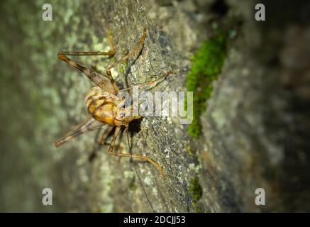 Greenhouse camel cricket (Diestrammena asynamora) female, The ...