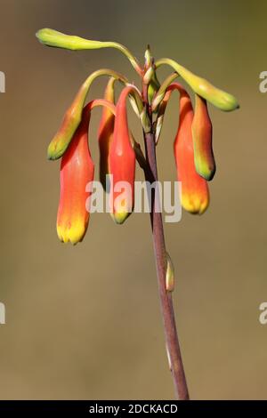 Australian Christmas Bells plant in flower Stock Photo - Alamy